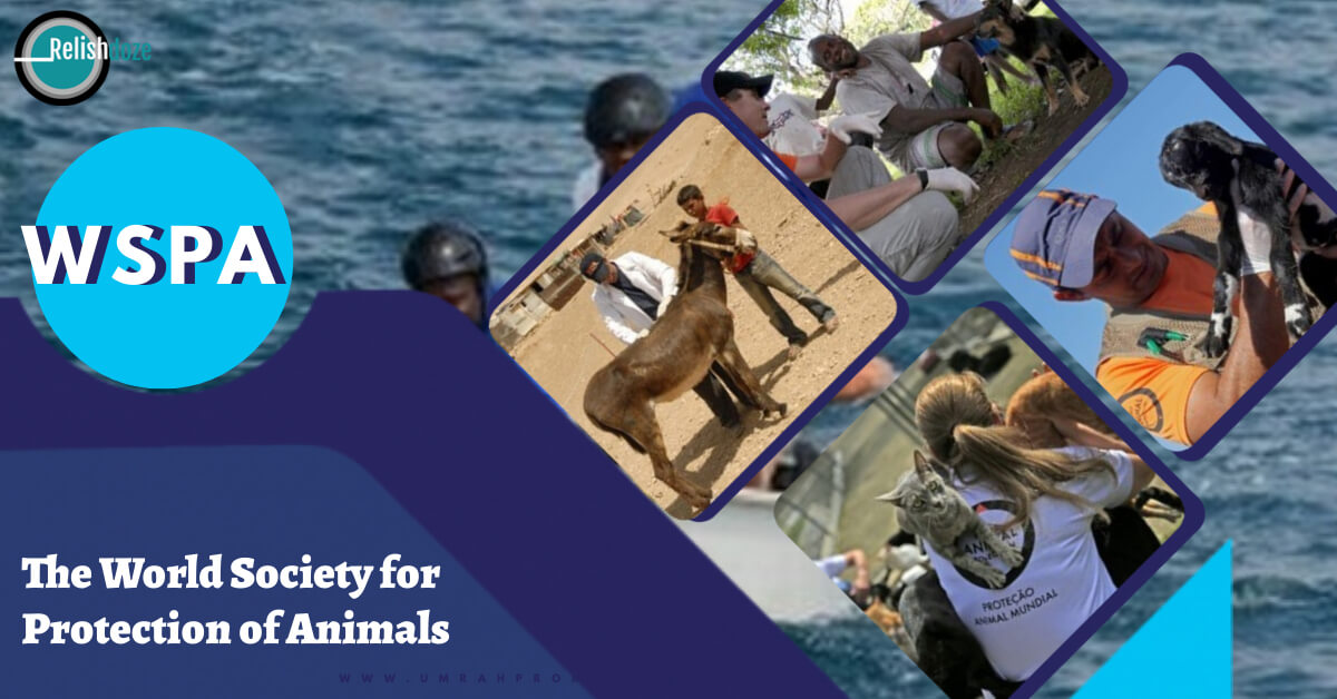The One Who Speaks for Those Who Have No Voice (Animal Care, Protection ...